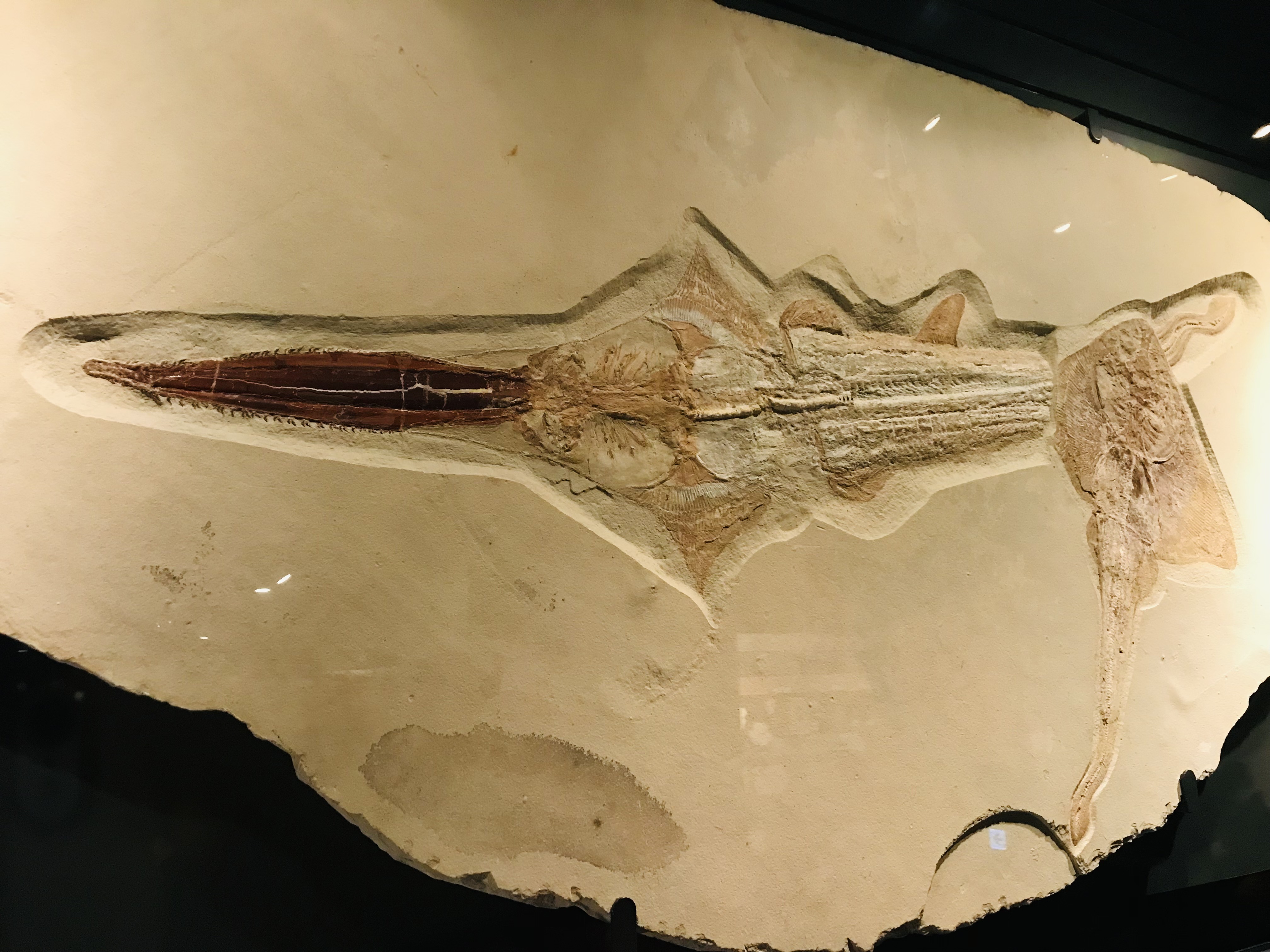 ノコギリエイとノコギリザメの違いは・・・ヒゲがあるかないか！ | 魚食普及推進センター(一般社団法人 大日本水産会)