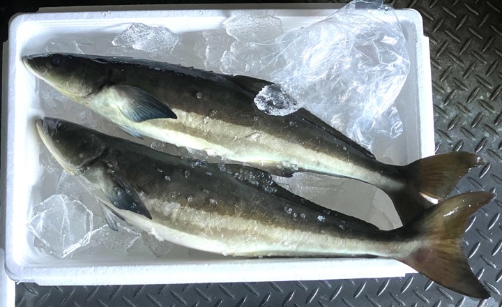 sugi | 魚食普及推進センター(一般社団法人 大日本水産会)